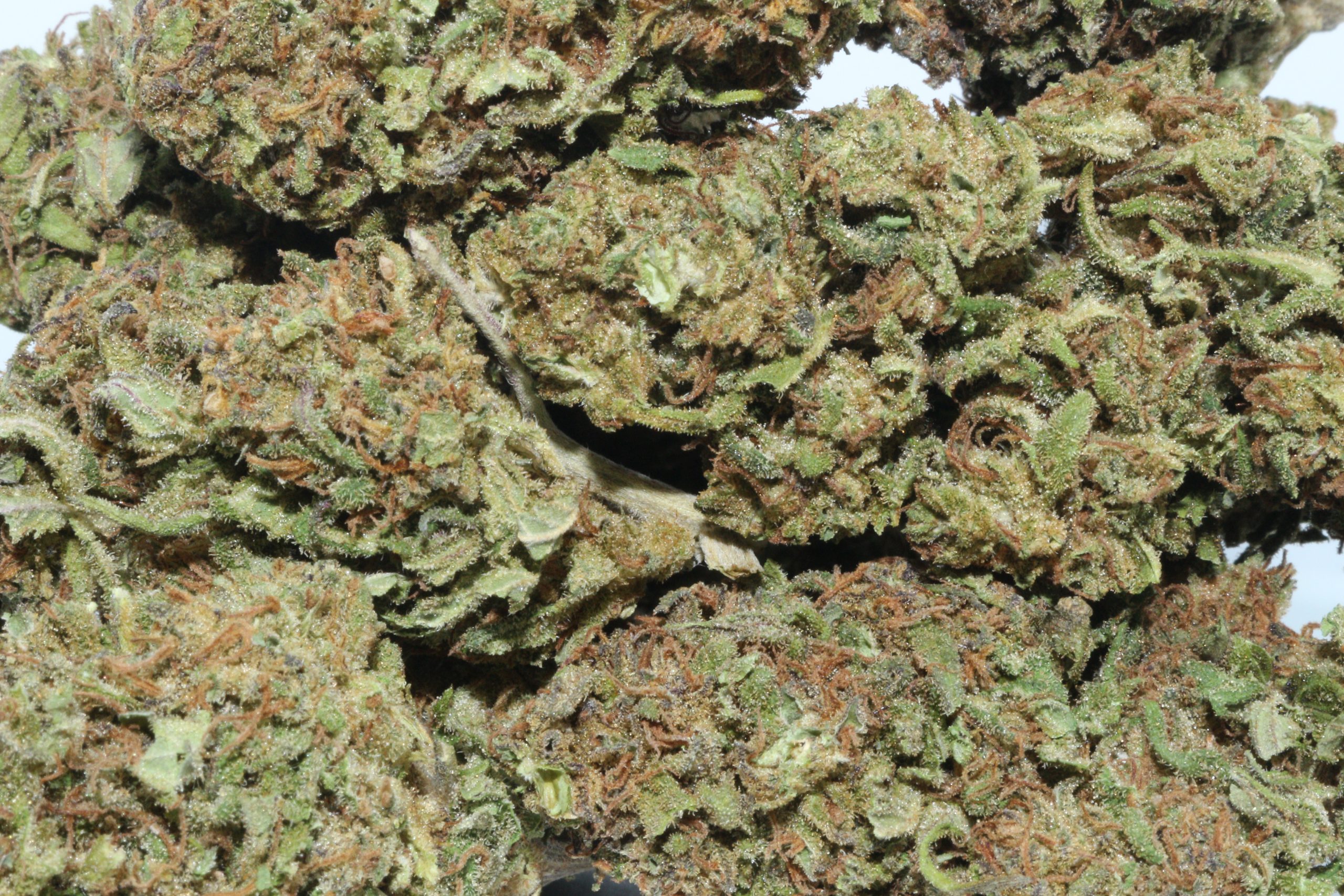 DrGanja-Lifter-Hemp-Flower-1-scaled-1.jpg DrGanja-Lifter-Hemp-Flower-1-scaled-1.jpg