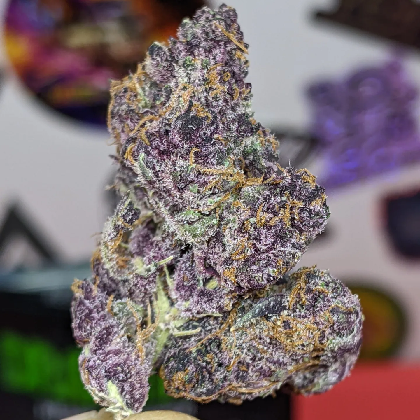Purple Killer - Dr.Ganja