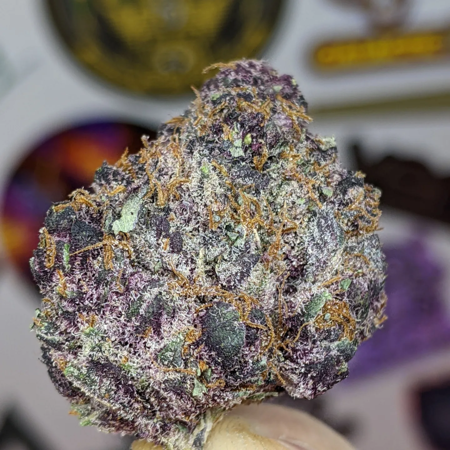 Purple Killer - Dr.Ganja