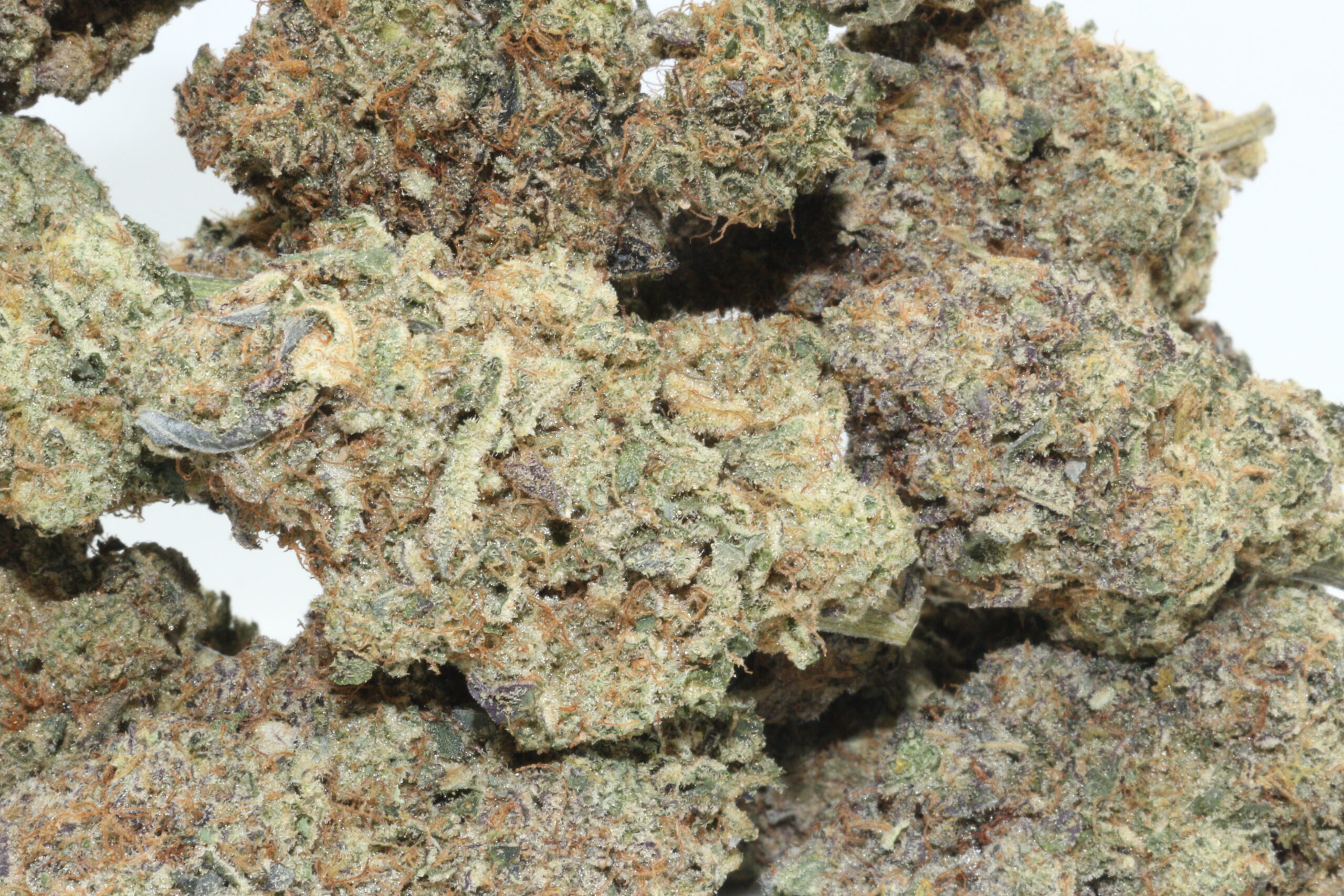 Animal Mints - Dr.Ganja