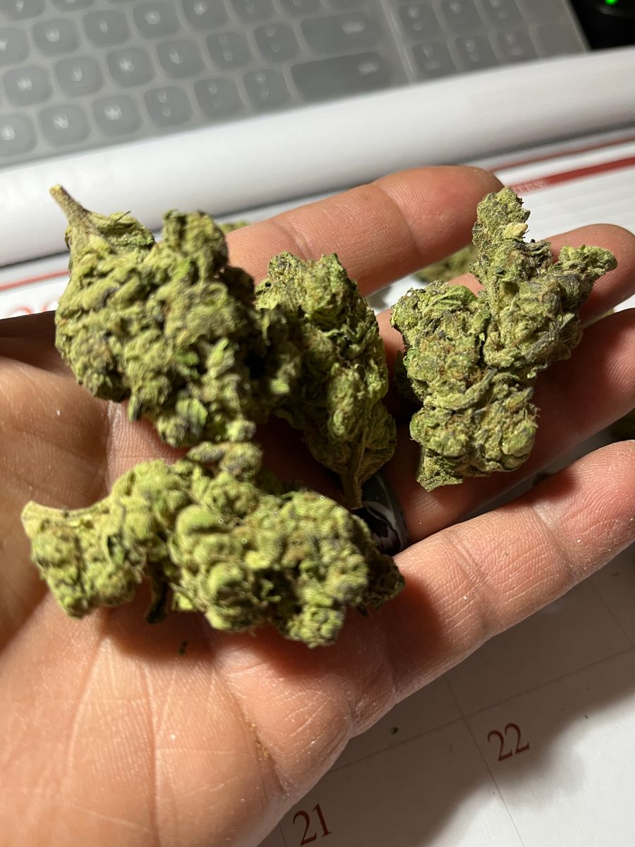 Gush Mints - Dr.Ganja